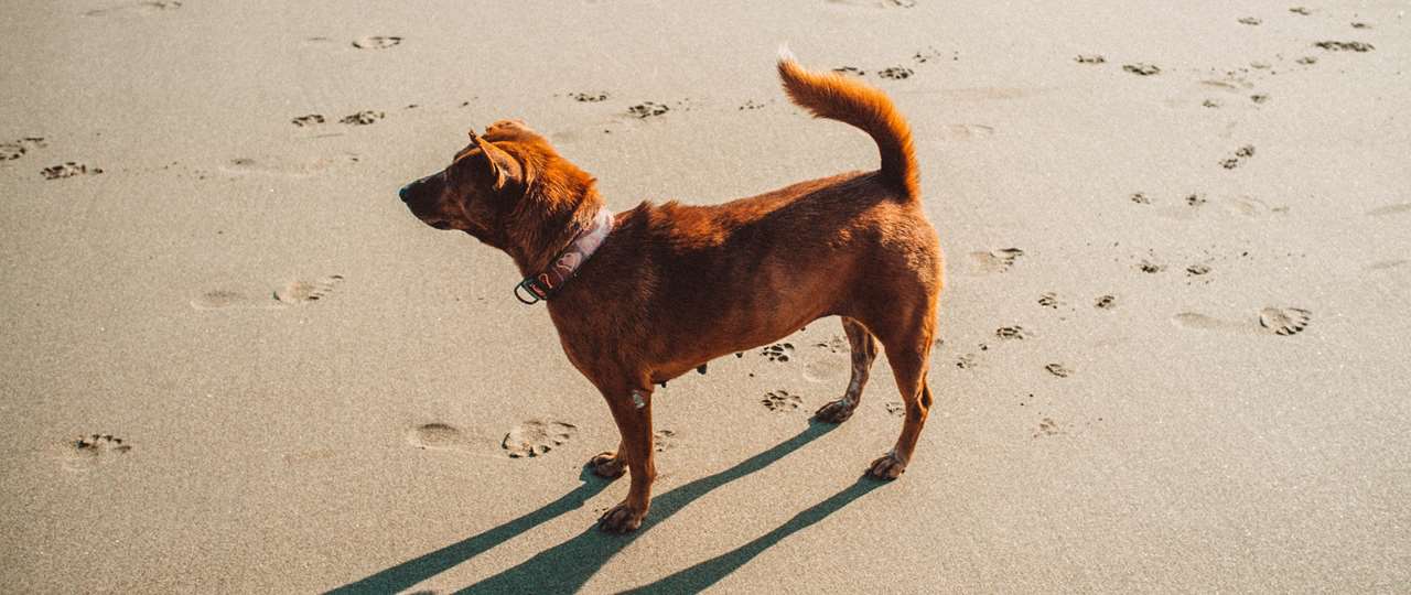 A Doggy Dog World Meaning a-doggy-dog-world-meaning