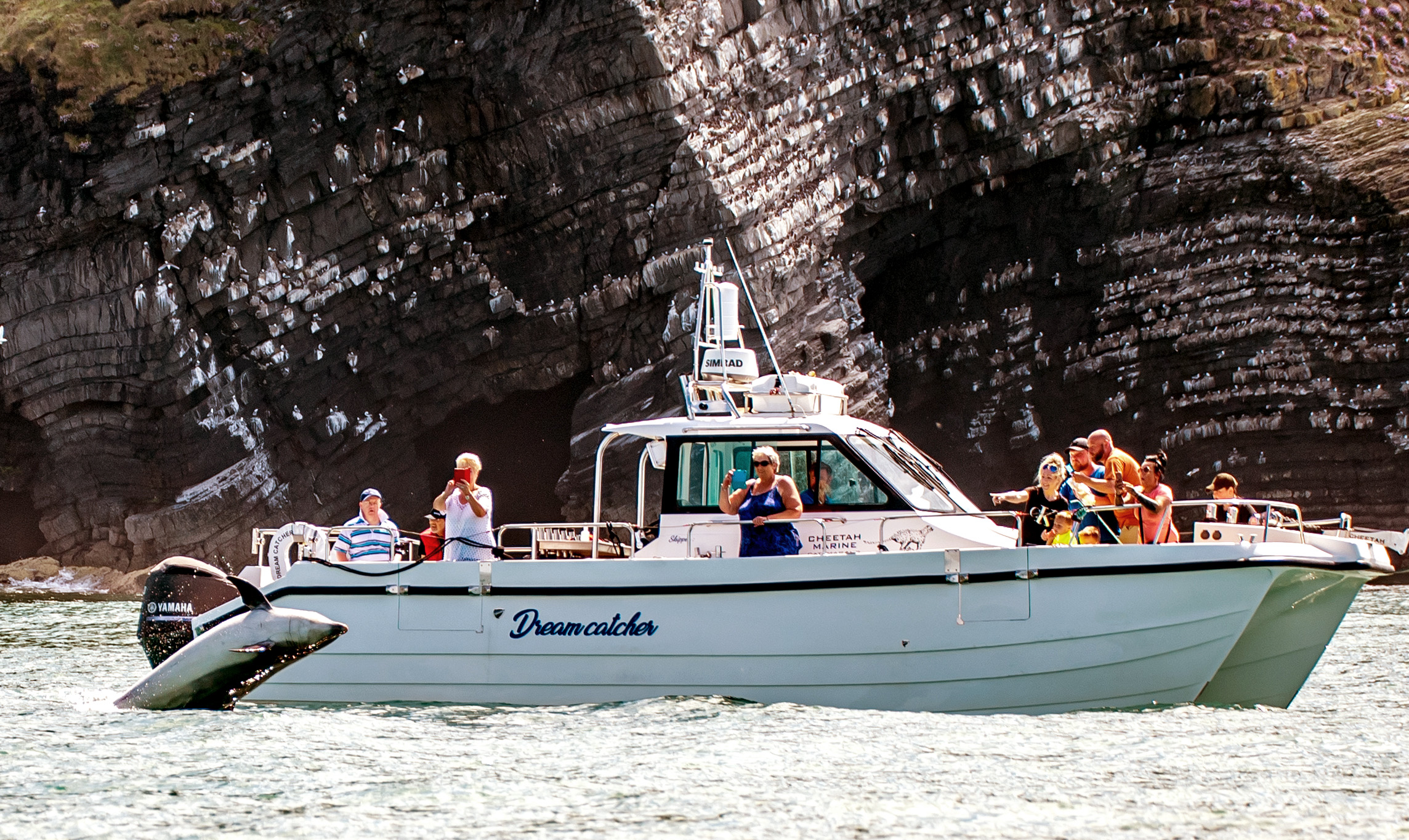 New Quay Boat Trips - Things to do in Pembrokeshire | Coastal Cottages ...